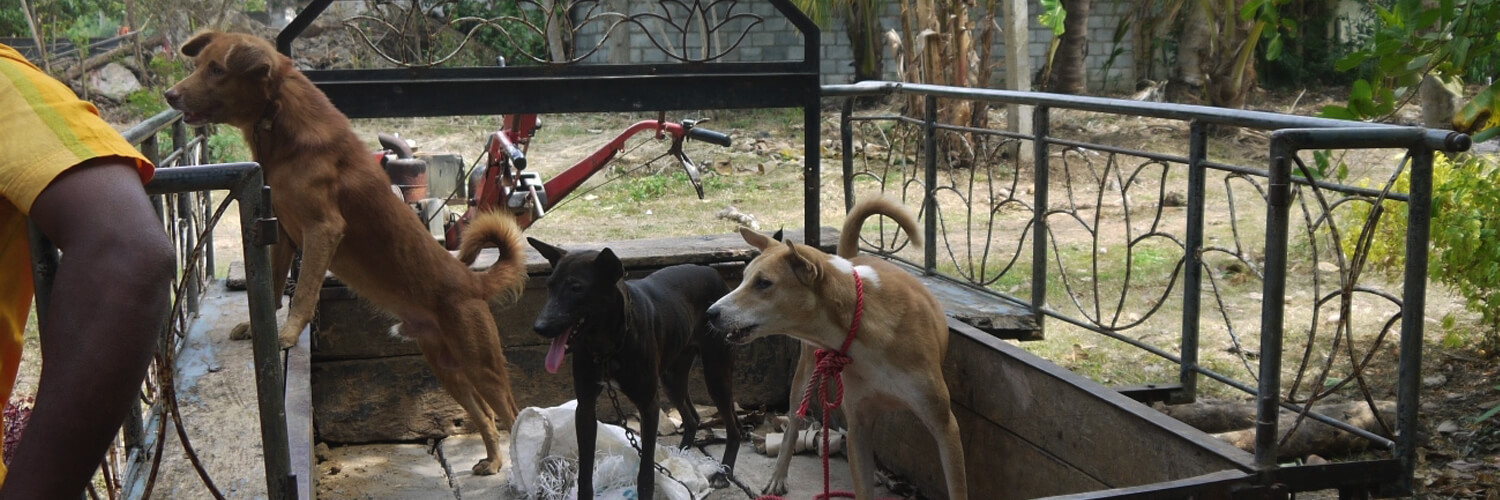 Our Work - Tsunami Animal-People Alliance
