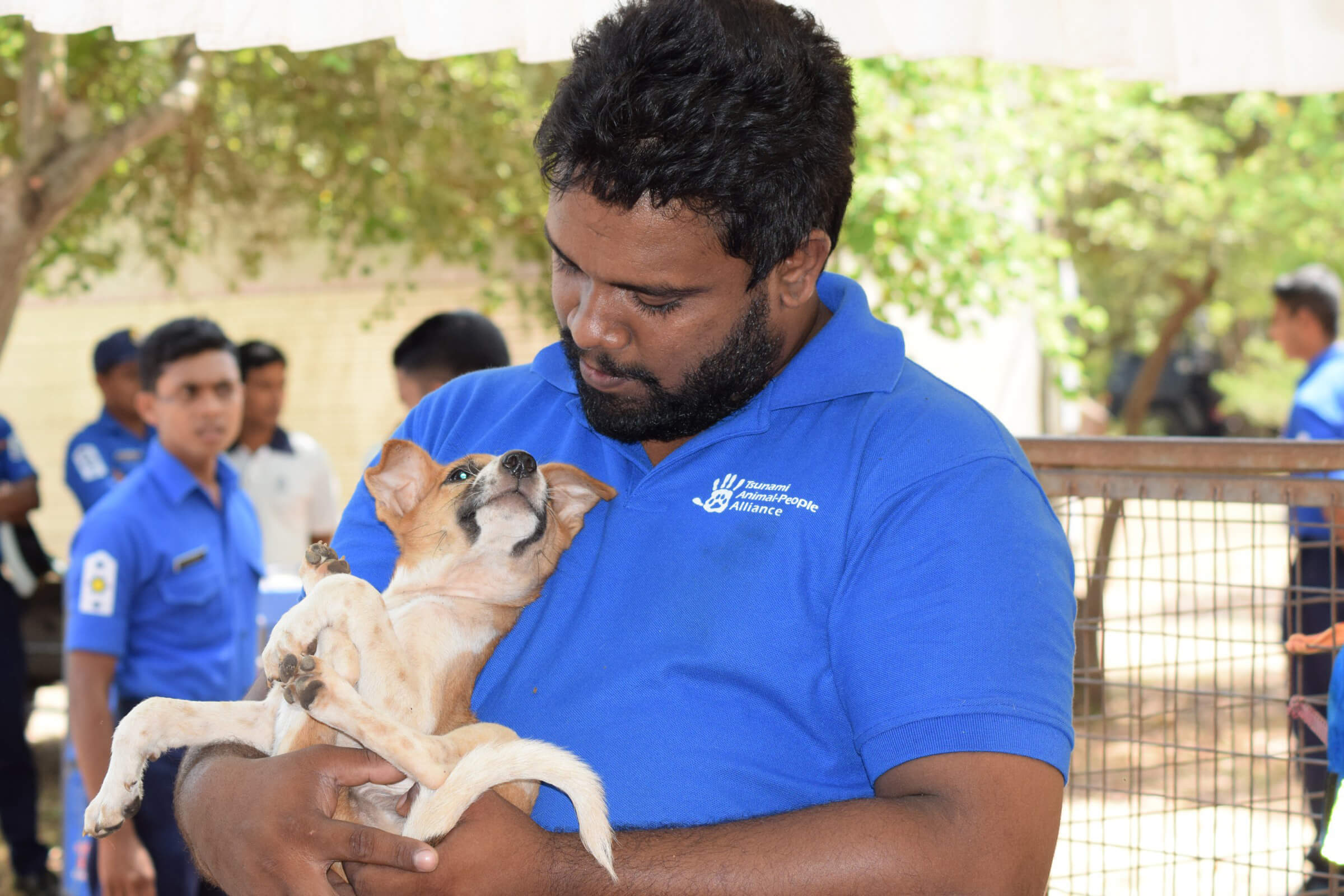 Tsunami Animal-People Alliance | Animal Welfare Organization - Tsunami ...